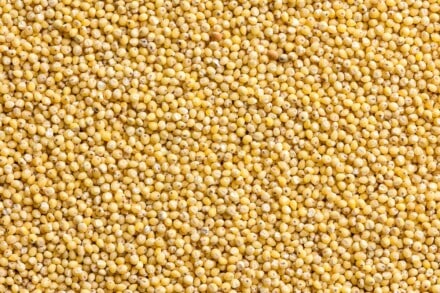 Millet Flour - How & Why To Use It - A Saucy Kitchen