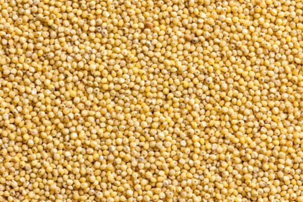 Millet Flour - How & Why To Use It - A Saucy Kitchen